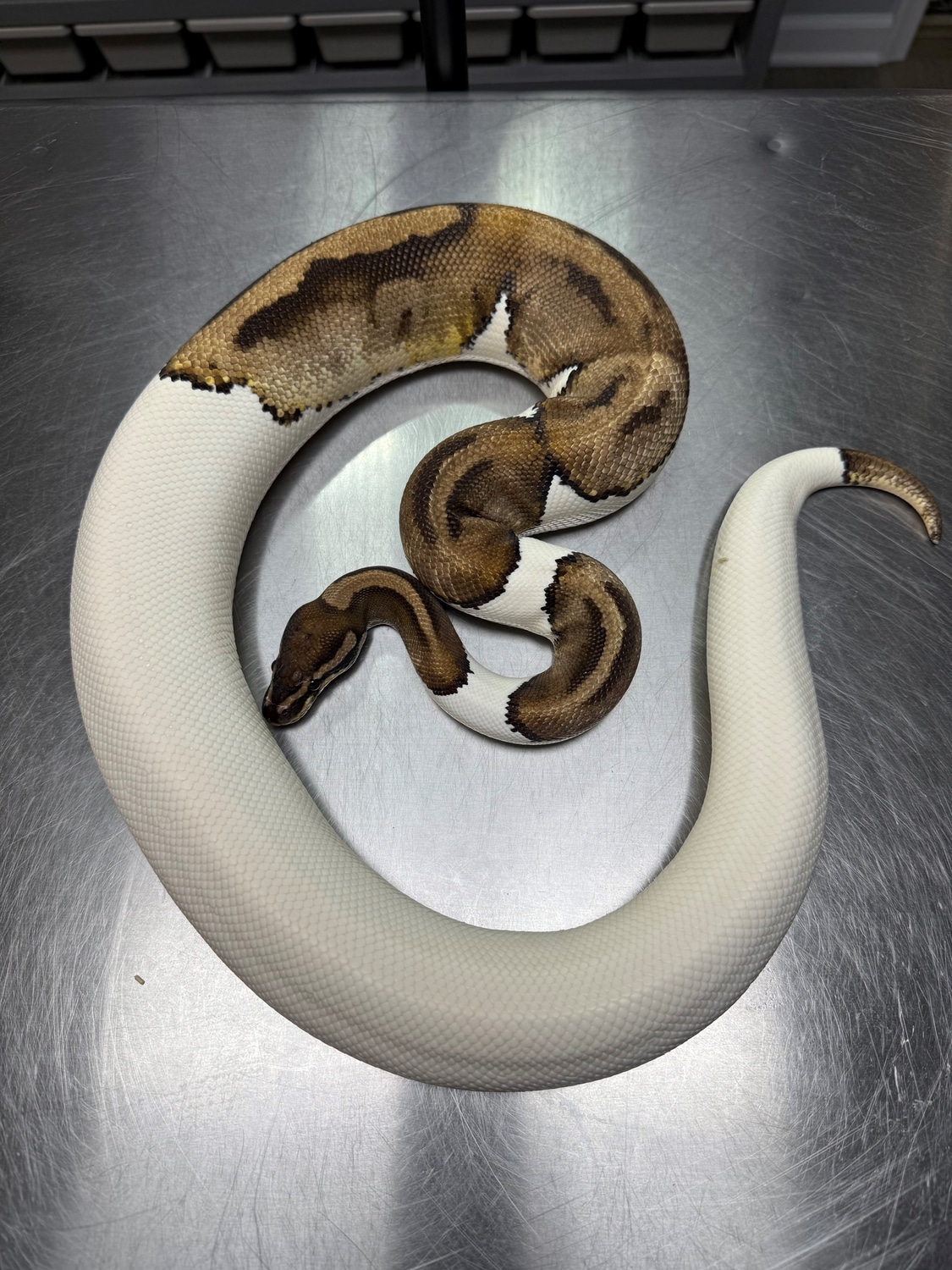 DTMG Pythons LLC