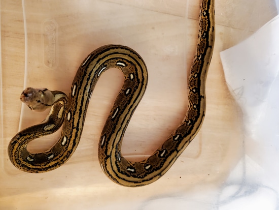Phantom Tiger 100% Het Purple Phase Reticulated Python by Moondevils ...