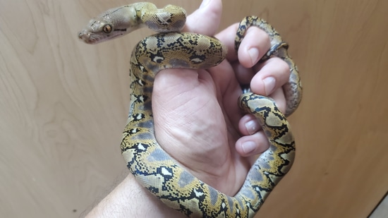 Platinum Het Purple Reticulated Python by Moondevils Exotics LLC