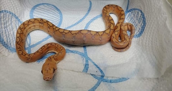 Purple Albino Reticulated Python by Moondevils Exotics LLC