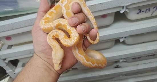 Platinum Motley Albino Female Reticulated Python by Moondevils Exotics LLC