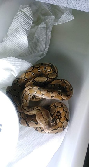 Platinum Het 100%pied% Albino Reticulated Python by Moondevils Exotics LLC