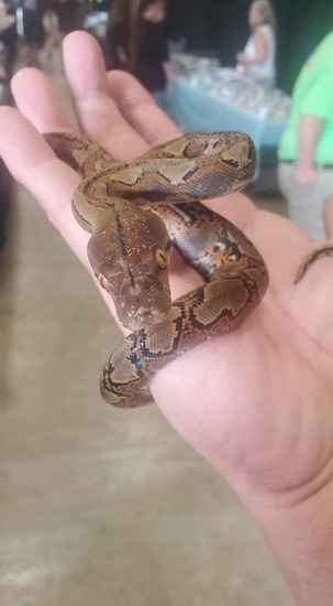 Platinum 100% Het Aneristic Reticulated Python by Moondevils Exotics LLC