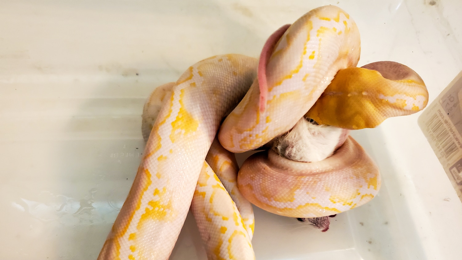 Platinum White Lavender Reticulated Python by D & T Reptiles and ...