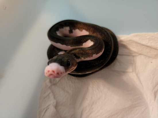 Pied Het Albino Reticulated Python by Moondevils Exotics LLC