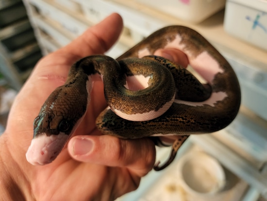 Pied Het Albino Reticulated Python by Moondevils Exotics LLC