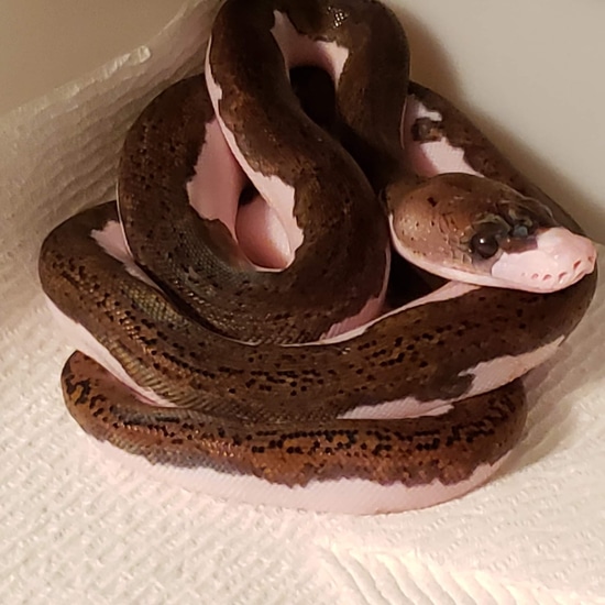 Pied Het Albino Reticulated Python by Moondevils Exotics LLC