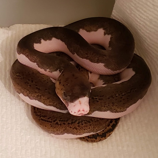 Pied Het Albino Reticulated Python by Moondevils Exotics LLC