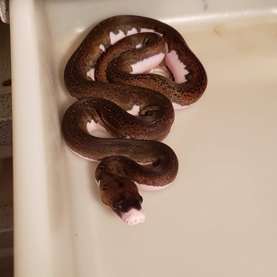 Pied Het Albino Reticulated Python by Moondevils Exotics LLC