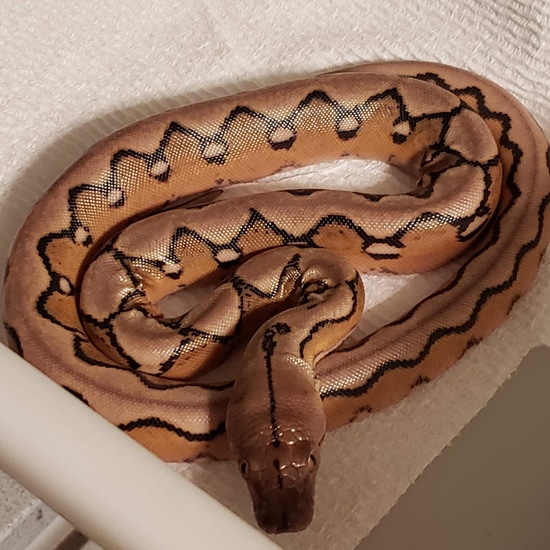 Motley Citron Het Titanium Platinum Reticulated Python by Moondevils ...