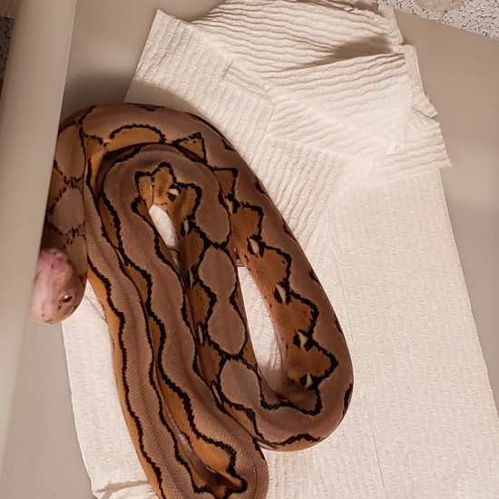 Motley Citron Het Titanium Reticulated Python by Moondevils Exotics LLC
