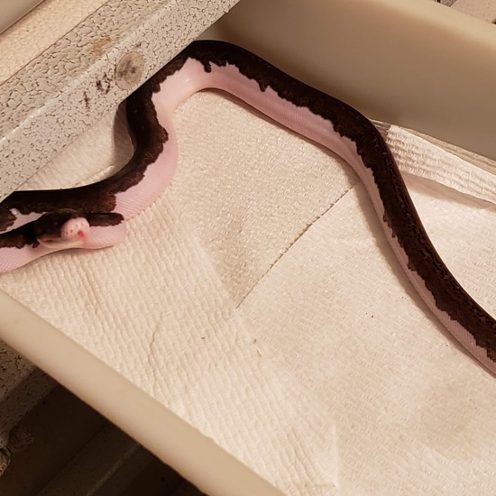 Pied Het Albino Reticulated Python by Moondevils Exotics LLC