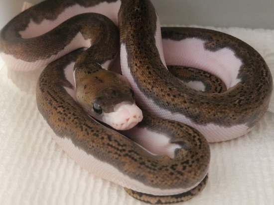Pied Het Albino Reticulated Python by Moondevils Exotics LLC