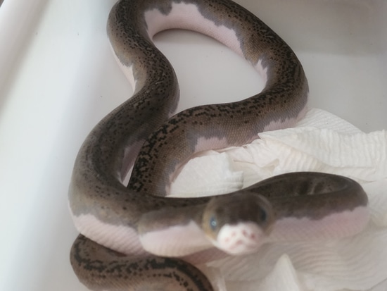 Pied Het Albino Reticulated Python by Moondevils Exotics LLC