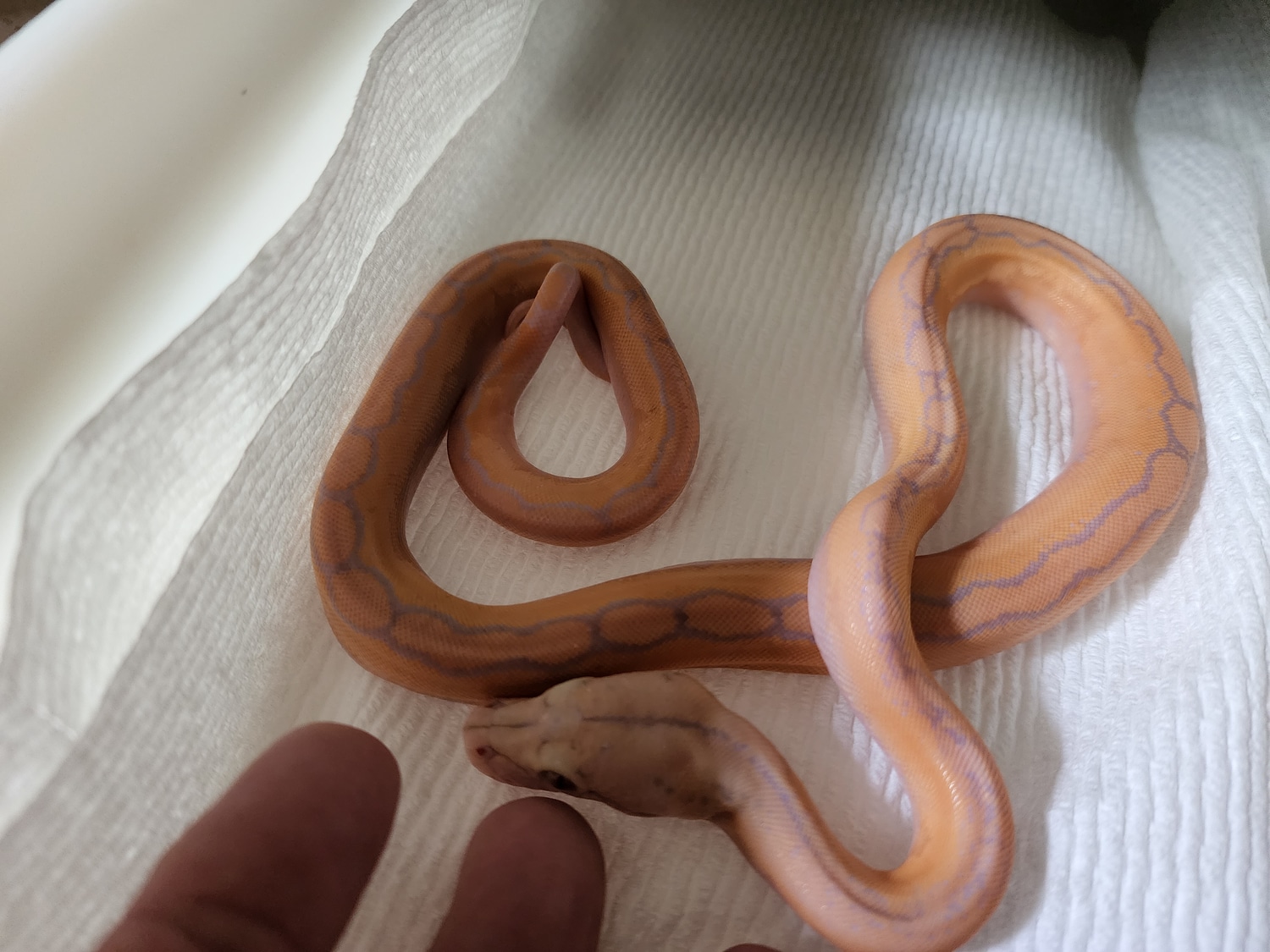 Platinum Motley Purple Albino Reticulated Python by Moondevils Exotics ...