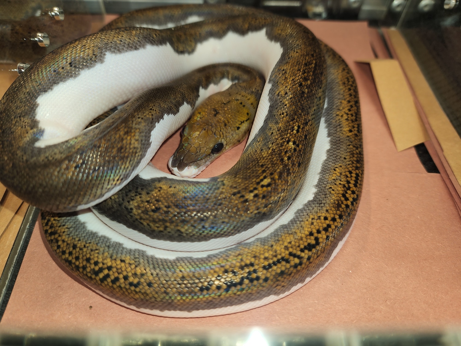 Pied Het Albino Reticulated Python by Moondevils Exotics LLC - MorphMarket