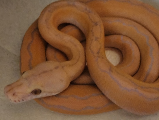 Platinum Purple Albino Motely Reticulated Python by Moondevils Exotics LLC