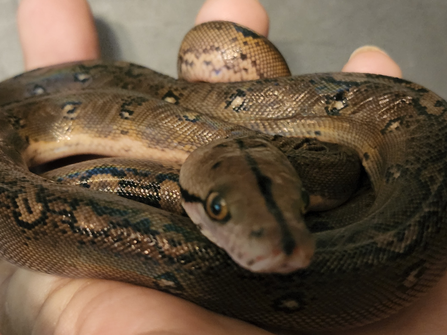Motley Het Purple Reticulated Python by Moondevils Exotics LLC ...