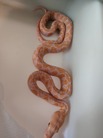 Albino White Phase Female Reticulated Python by Moondevils Exotics LLC