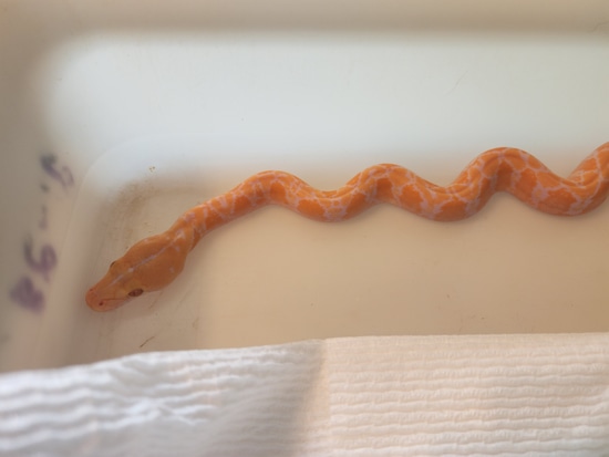 Platinum Albino White Phase Reticulated Python by Moondevils Exotics LLC