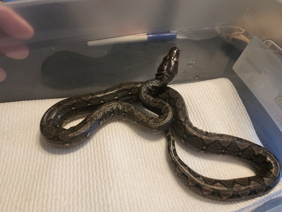 Platinum 100% Pied 50% Albino Reticulated Python by Moondevils Exotics LLC