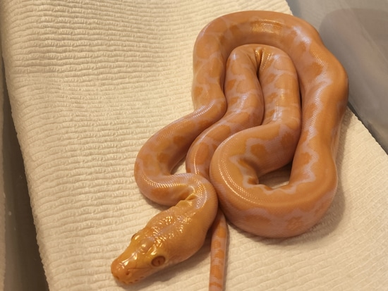 White Phase 100% Het Pied Reticulated Python by Moondevils Exotics LLC