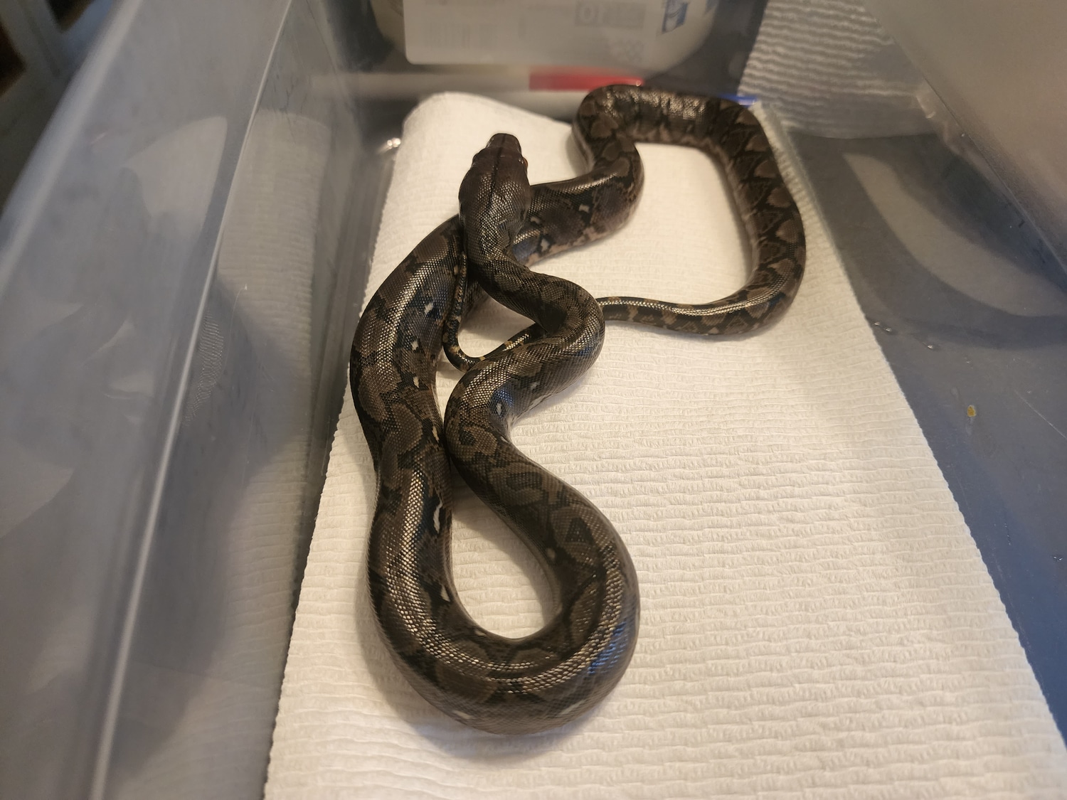 Normal 100%het Pied 50% Albino 50%purple Reticulated Python by ...