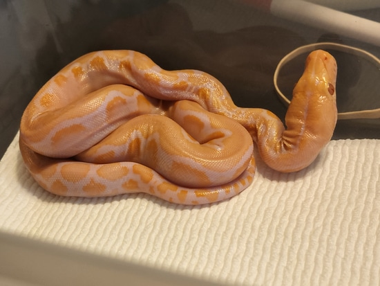 White Phase 100% Pied 50% Albino Reticulated Python by Moondevils ...