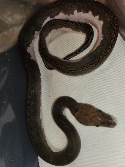 Pied Het Albino Reticulated Python by Moondevils Exotics LLC