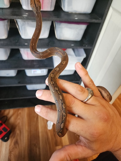 Motley Het Purple Reticulated Python by Moondevils Exotics LLC