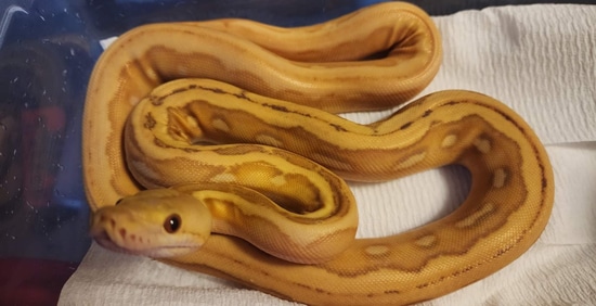 Orange Glow Phantom Sunfire Tiger Male Reticulated Python by Moondevils ...