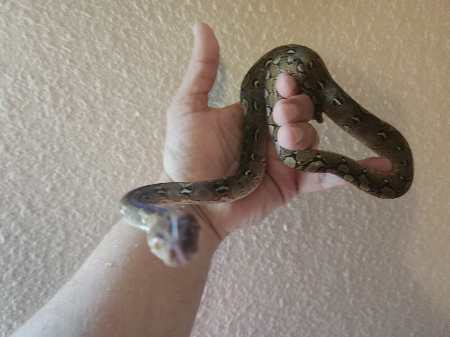 Normal 100%het Pied 50% Albino Reticulated Python by Moondevils Exotics ...