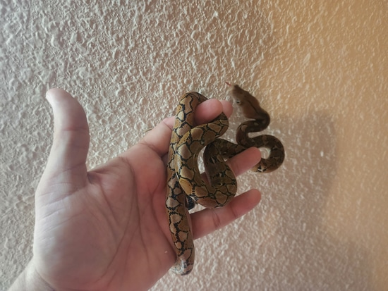 Platinum Reticulated Python by Moondevils Exotics LLC