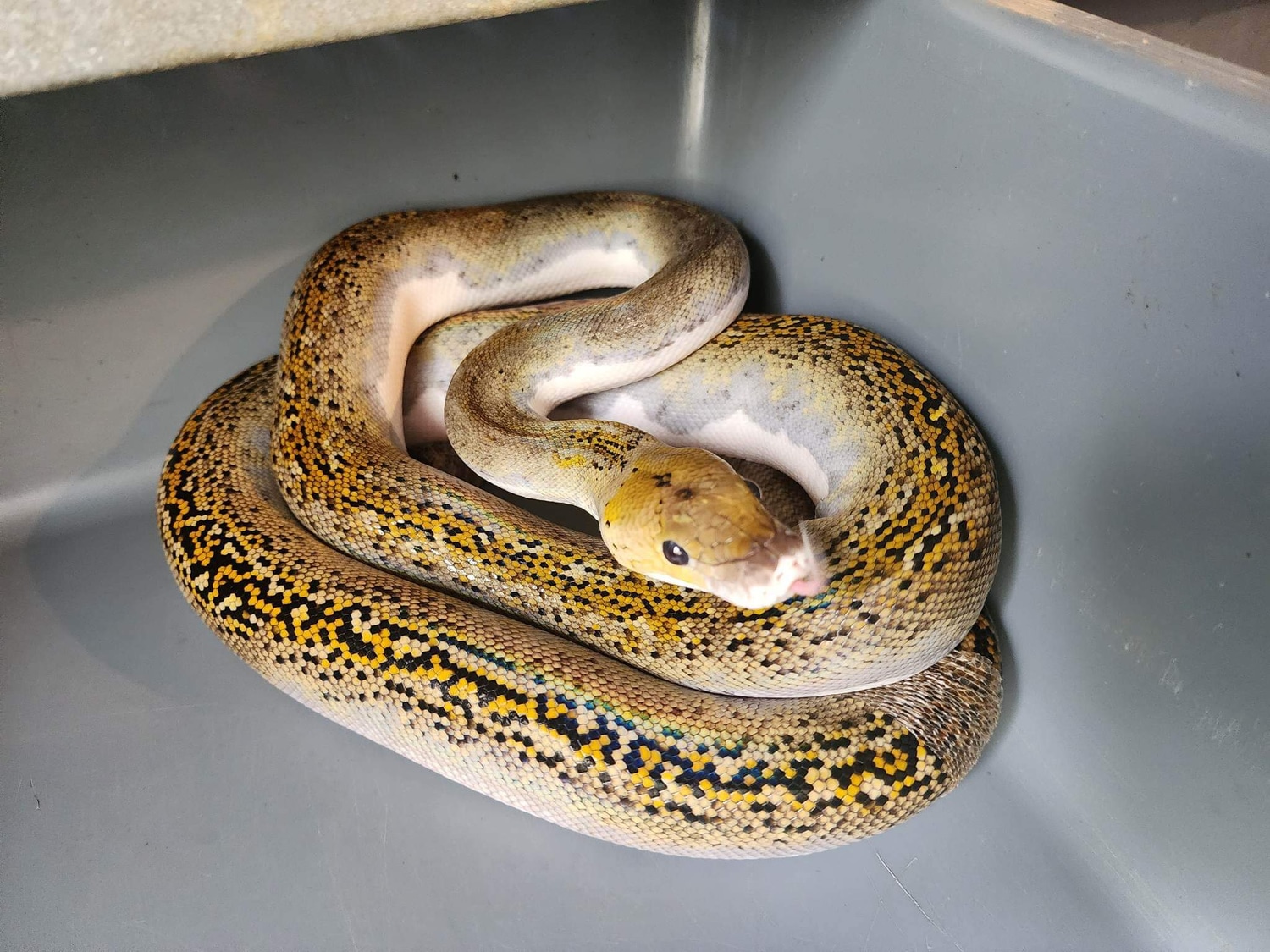 Pied Tiger Het Albino Reticulated Python by Moondevils Exotics LLC ...