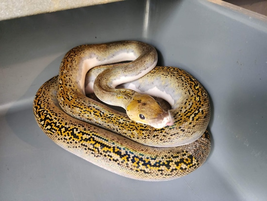 Pied Tiger Het Albino Reticulated Python by Moondevils Exotics LLC