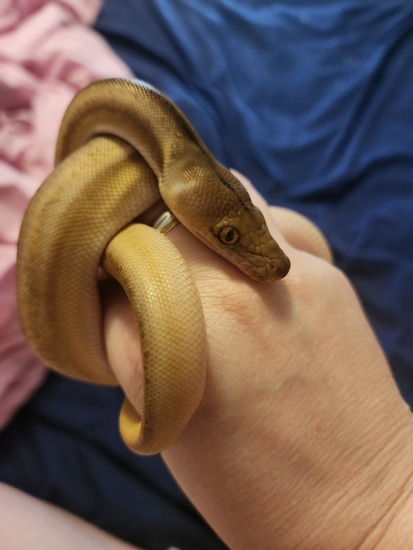 Motley Titanium Paradox Het Albino Reticulated Python by Moondevils Exotics LLC