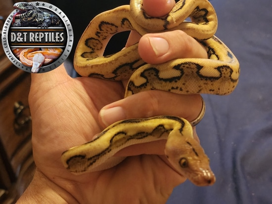 Platinum Motley Tiger Sun Citron Het Titanium Reticulated Python by ...
