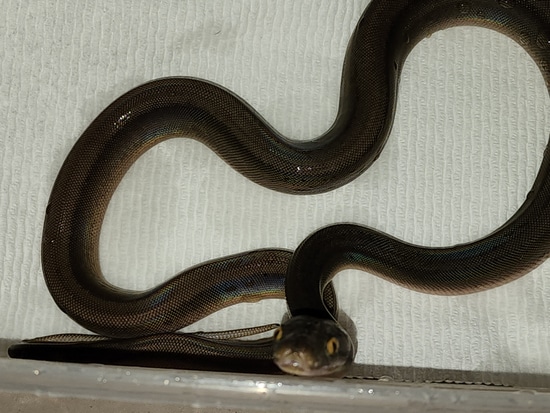 Titanium Reticulated Python by Moondevils Exotics LLC