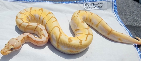 Banana Stinger Bee Ball Python by Moondevils Exotics LLC