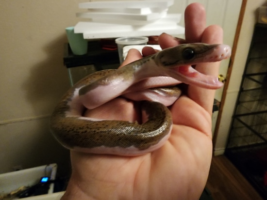 Pied %50 Het Albino Reticulated Python by Moondevils Exotics LLC