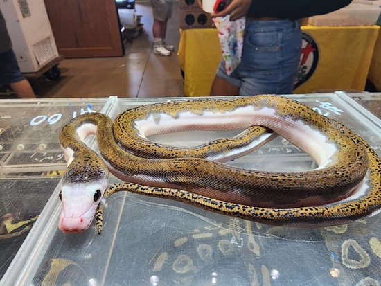 Whiteface Tiger Pied 50%albino Reticulated Python by Moondevils Exotics LLC