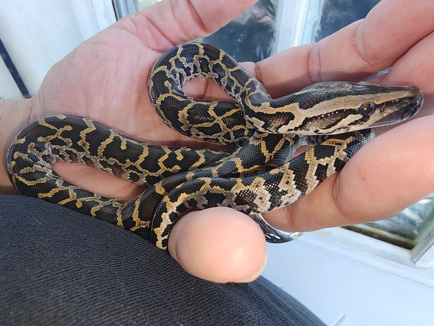 Normal Het Granite Het Albino Possible Het Green Burmese Python by Moondevils Exotics LLC ...