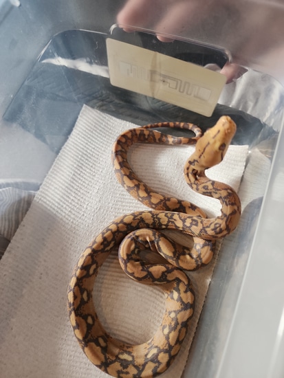 Orangeglow Sunfire Reticulated Python by Moondevils Exotics LLC