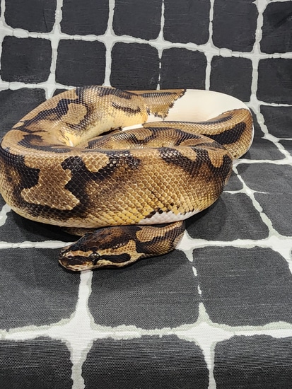 Enchi Pied Ball Python by Moondevils Exotics LLC