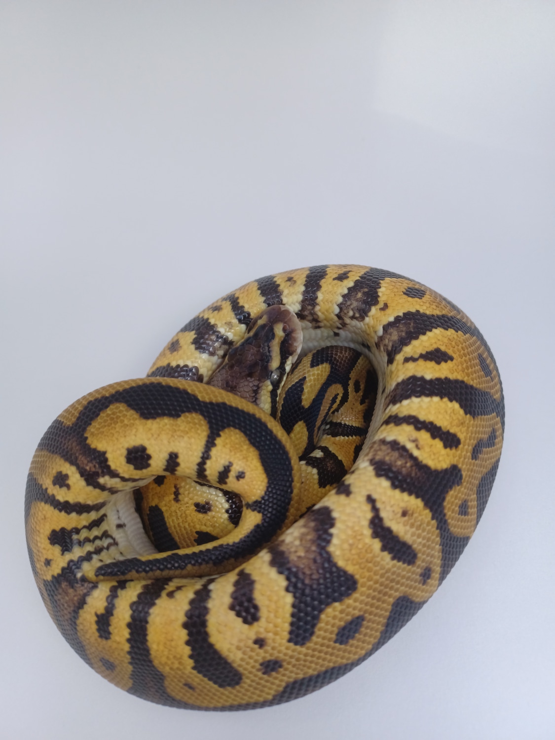 Pastel Leopard 100% Het Albino Ball Python by Coldbloodedcrowe ...