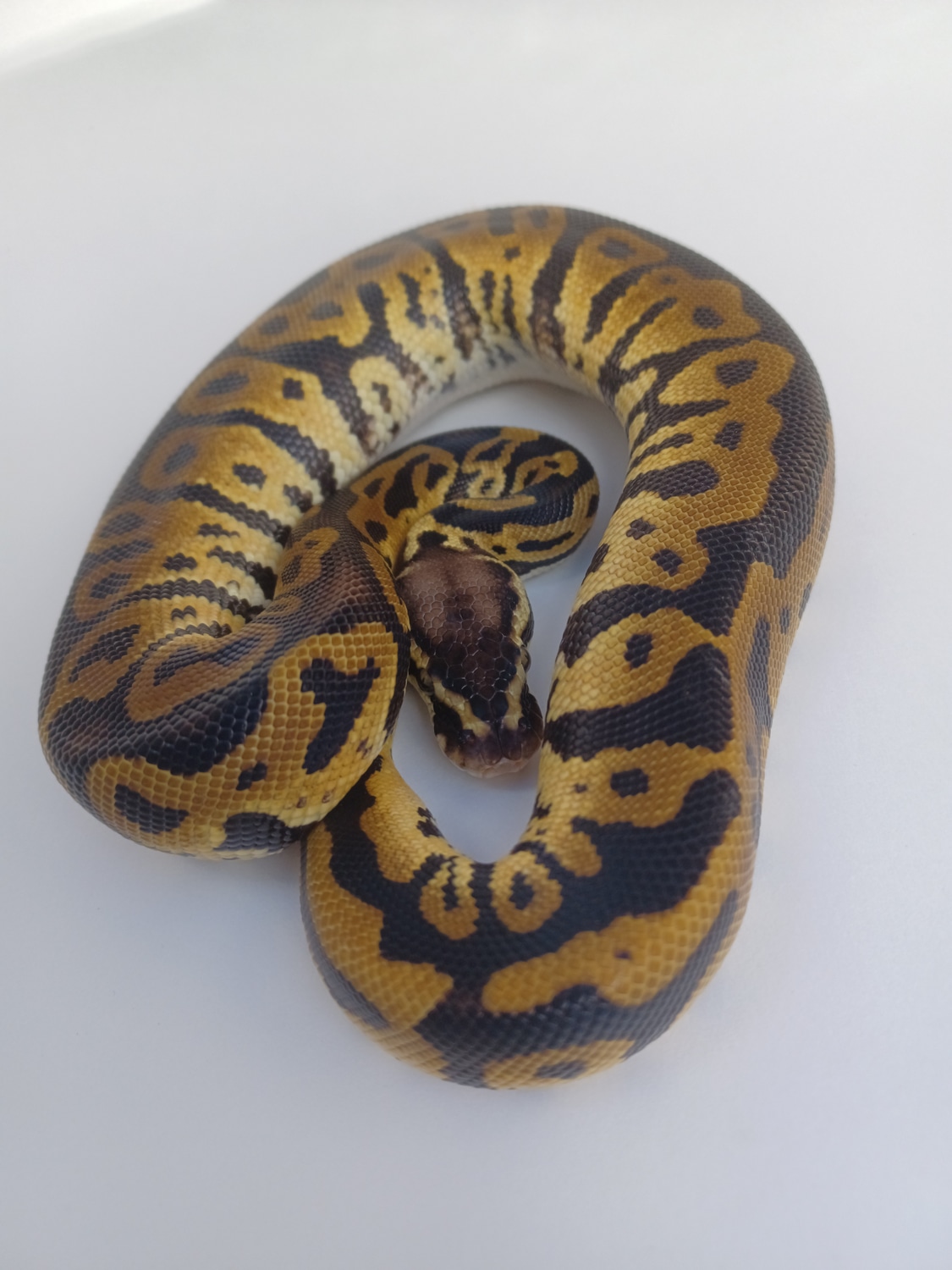 Pastel Leopard 100% Het Albino Ball Python by Coldbloodedcrowe ...