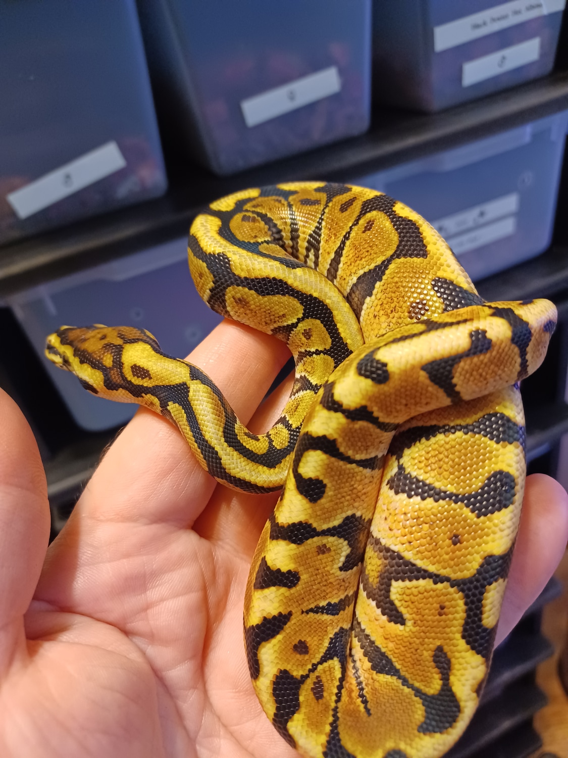 Spotnose Enchi Het Clown Ball Python by Coldbloodedcrowe - MorphMarket