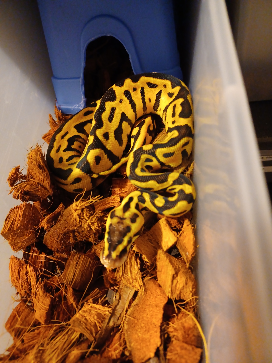 Pastel Enchi Leopard Het Clown Ball Python by Coldbloodedcrowe ...