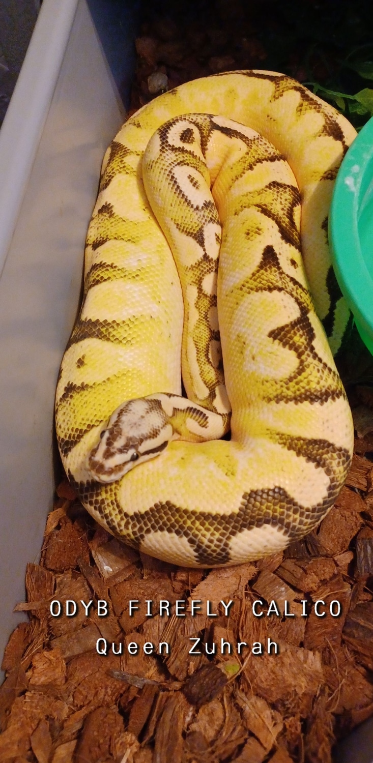 ODYB Firefly Calico Ball Python by Coldbloodedcrowe - MorphMarket