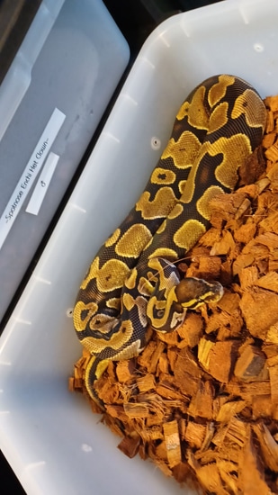 100% Het DG 100% Het Piebald (Jane) Ball Python by Coldbloodedcrowe